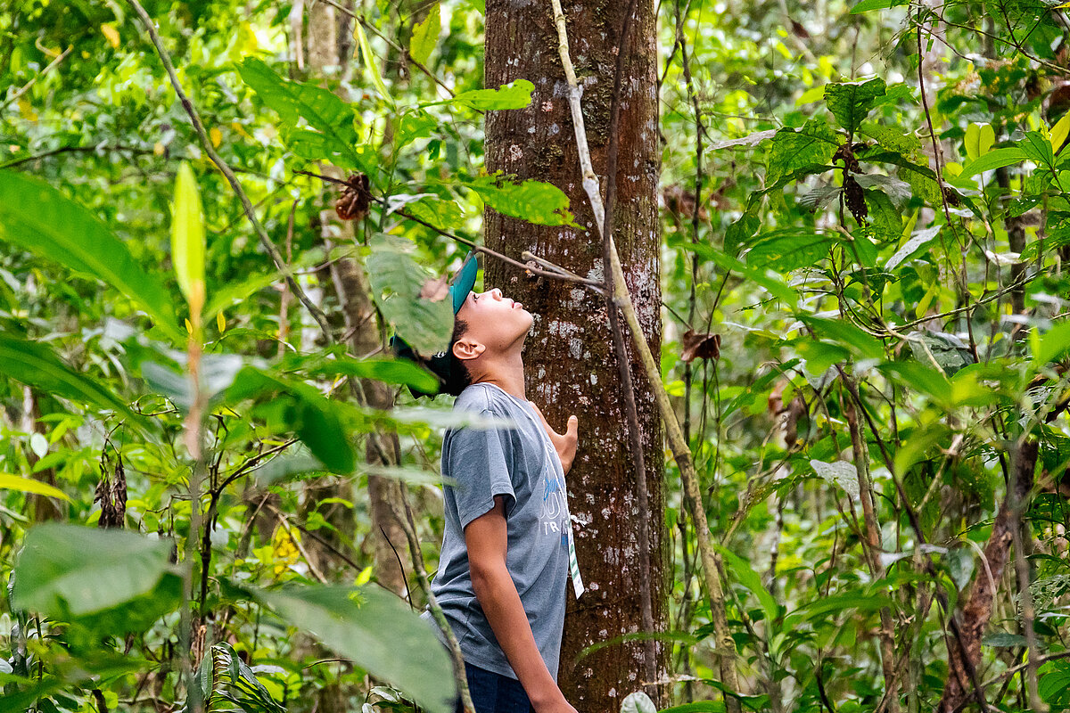 Forest conservation and bioeconomy for climate, biodiversity and ...