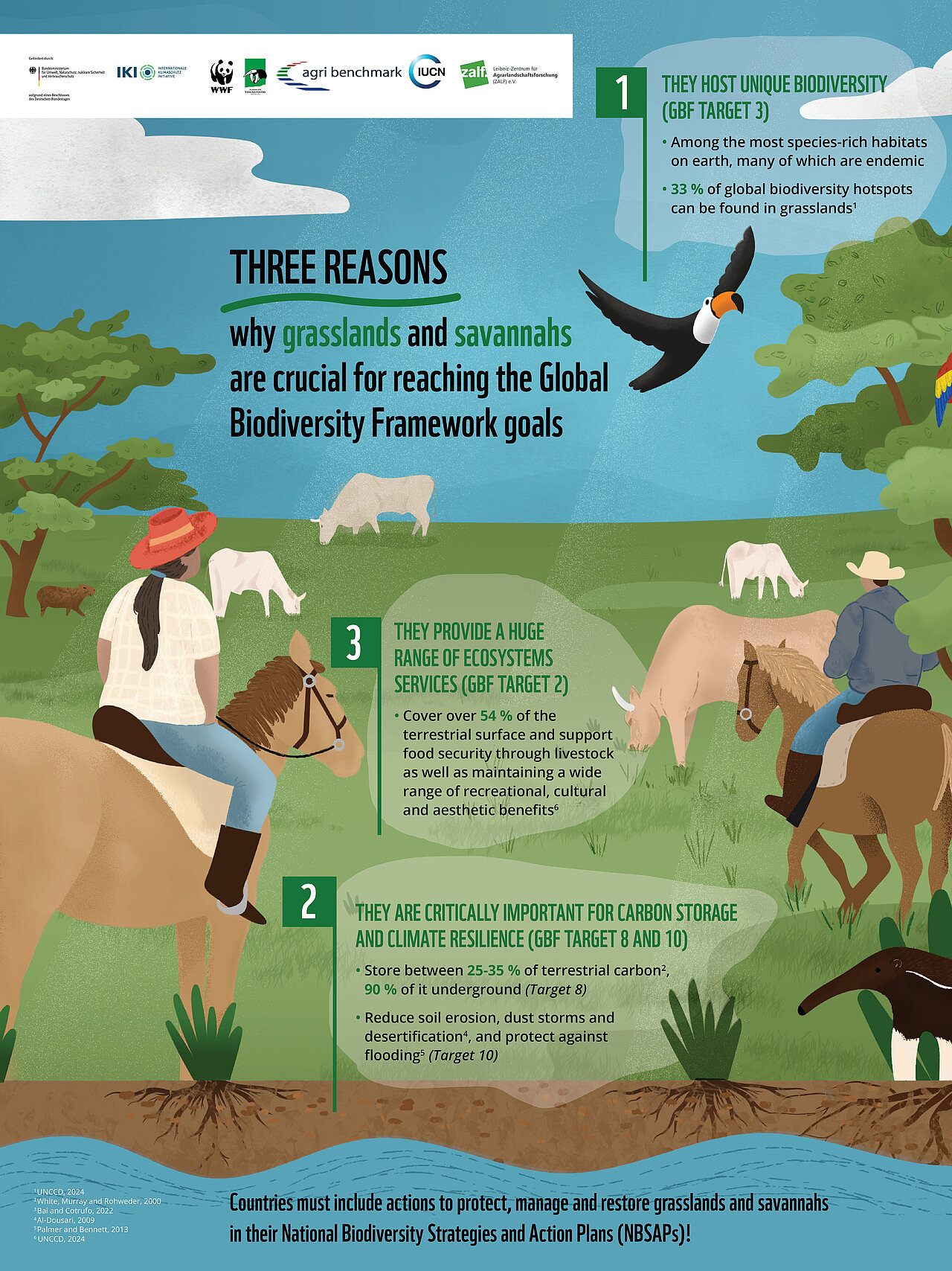 Three reasons why grasslands and savannahs are crucial for reaching the ...