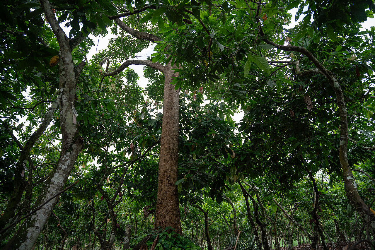 Forest conservation and bioeconomy for climate, biodiversity and ...