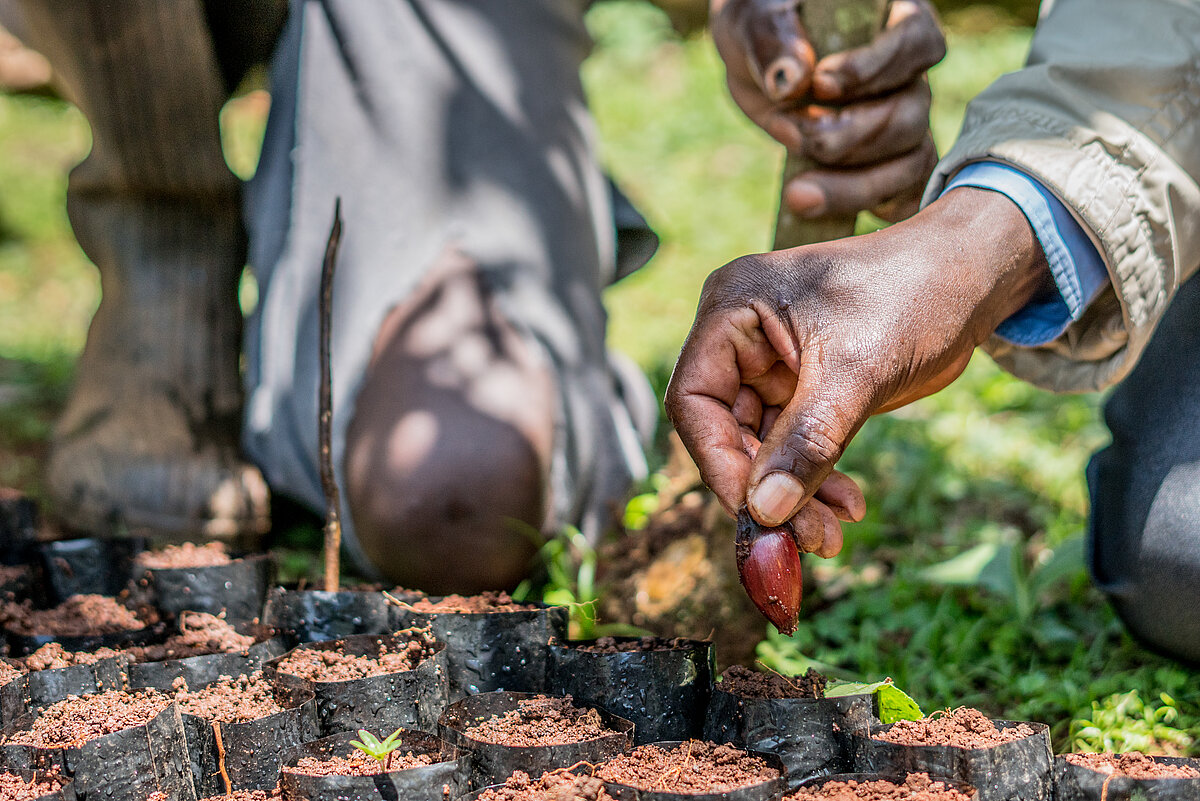 Harnessing the power of African native trees for climate action and ...