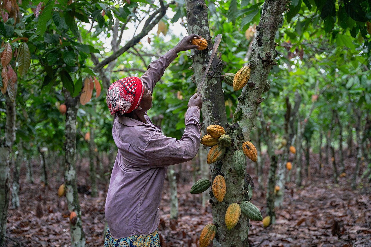 Forest conservation and bioeconomy for climate, biodiversity and ...