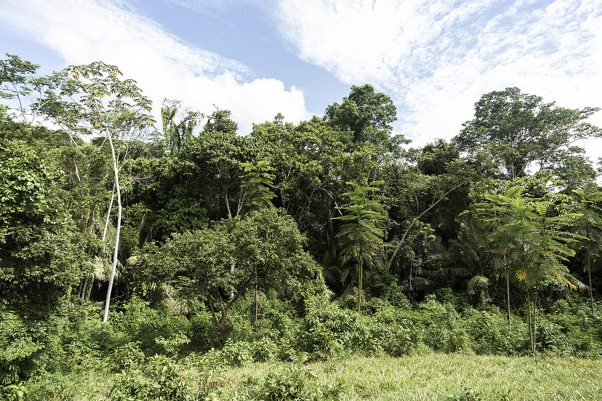 Forests management in the context of climate change | Internationale ...