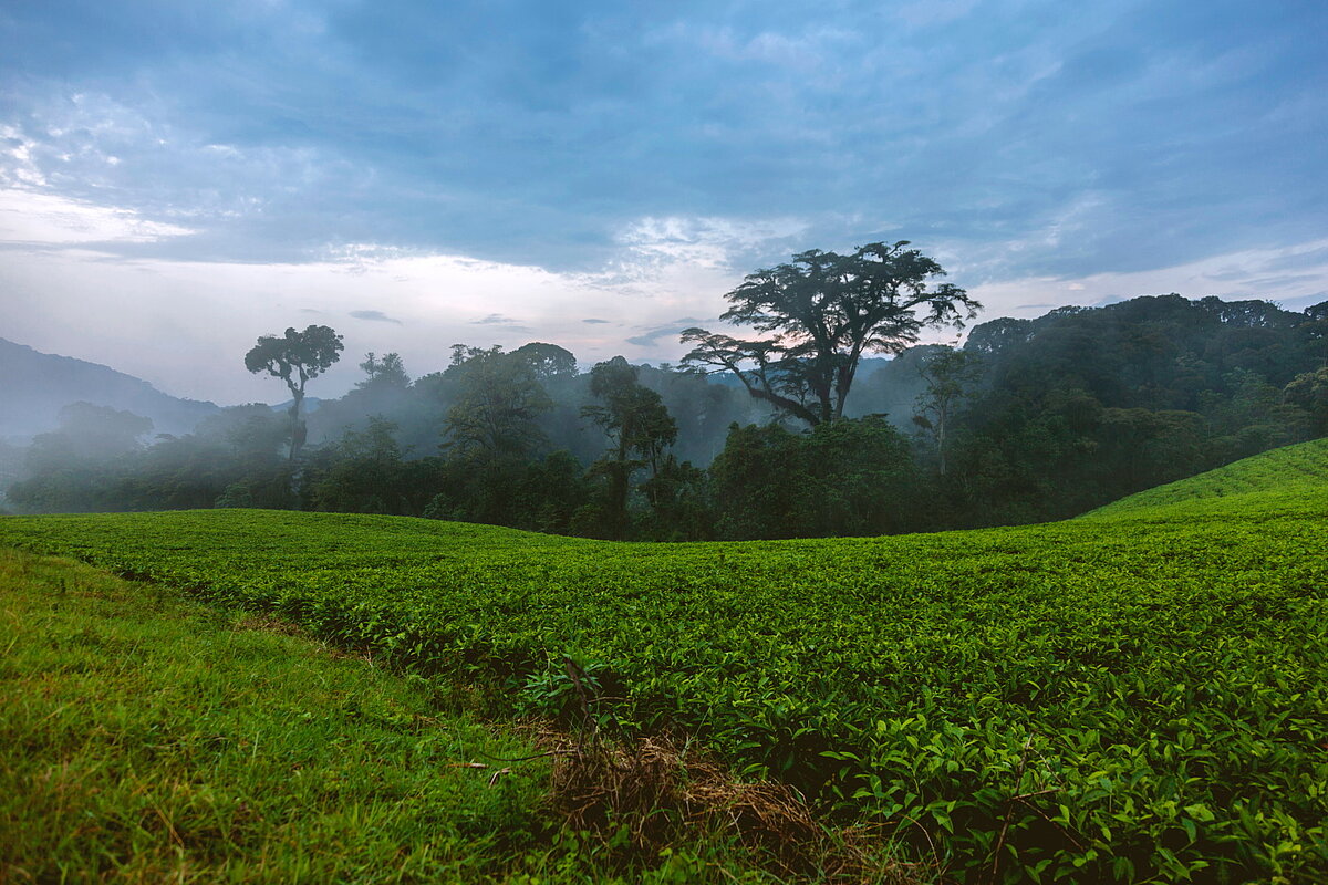 Rwanda - linking green growth and climate resilience | Internationale ...