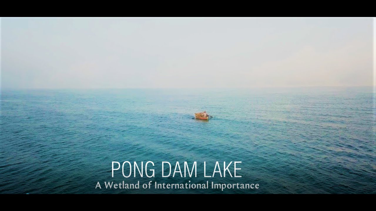 Pong Dam Lake, A Wetland of International Importance | Internationale ...