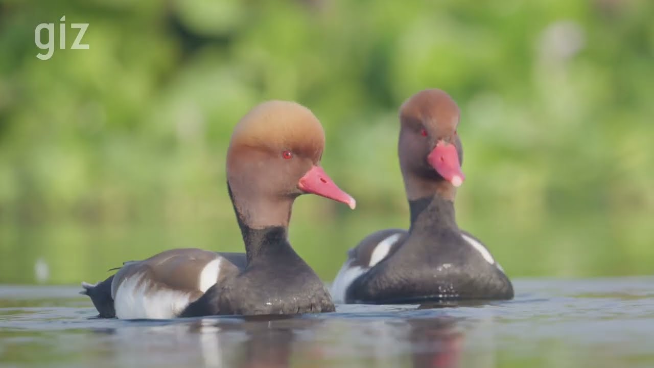 Sirpur Talaab - Lifeline of Indore | Internationale ...