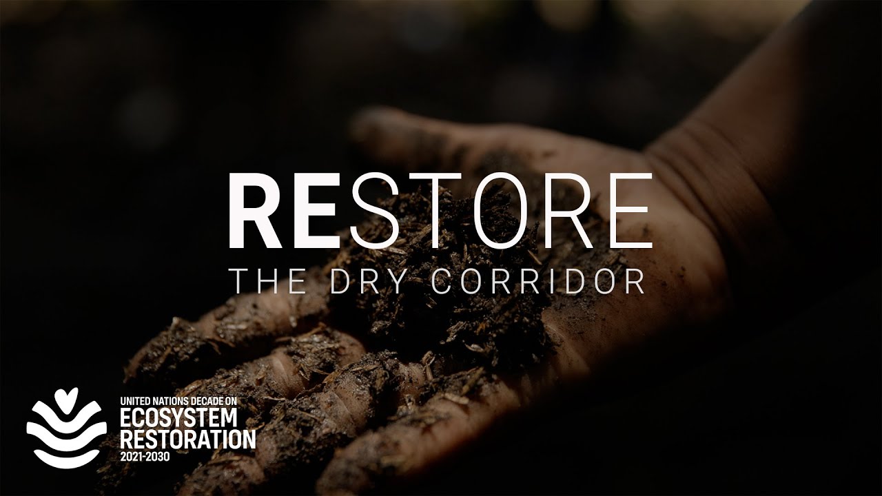 How Central America is fighting drought with nature | Internationale ...