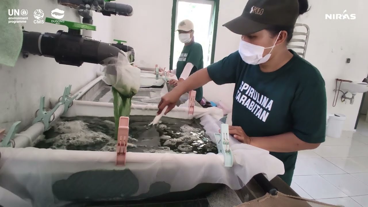 Sustainable Livelihoods: Spirulina Farms and Ecosystem Protection in ...