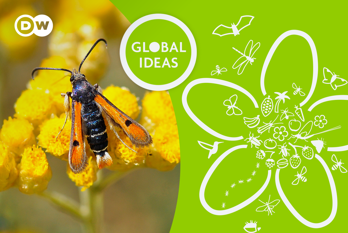 Learning pack – why are pollinators endangered? | Internationale ...