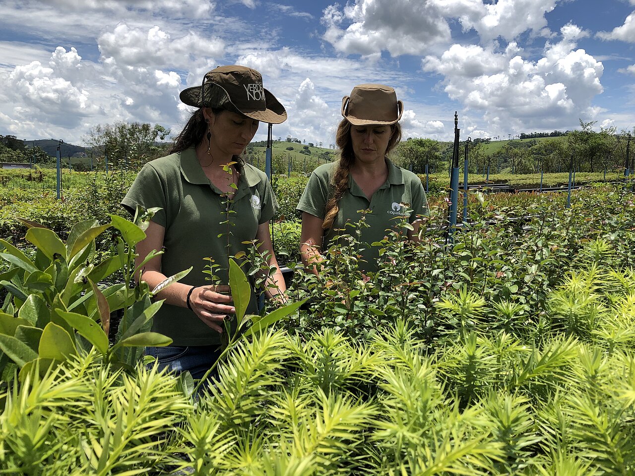Zwei Schwestern pflanzen in Brasilien Bäume dort, wo es früher ...