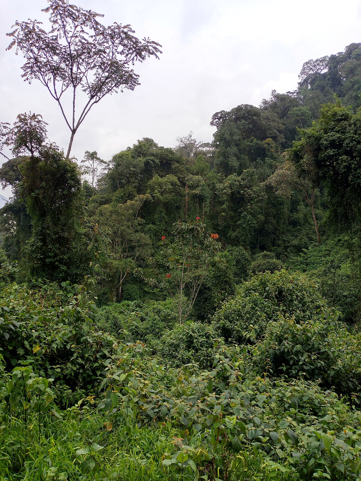 Conserving Rwanda's mountain rainforest | Internationale ...